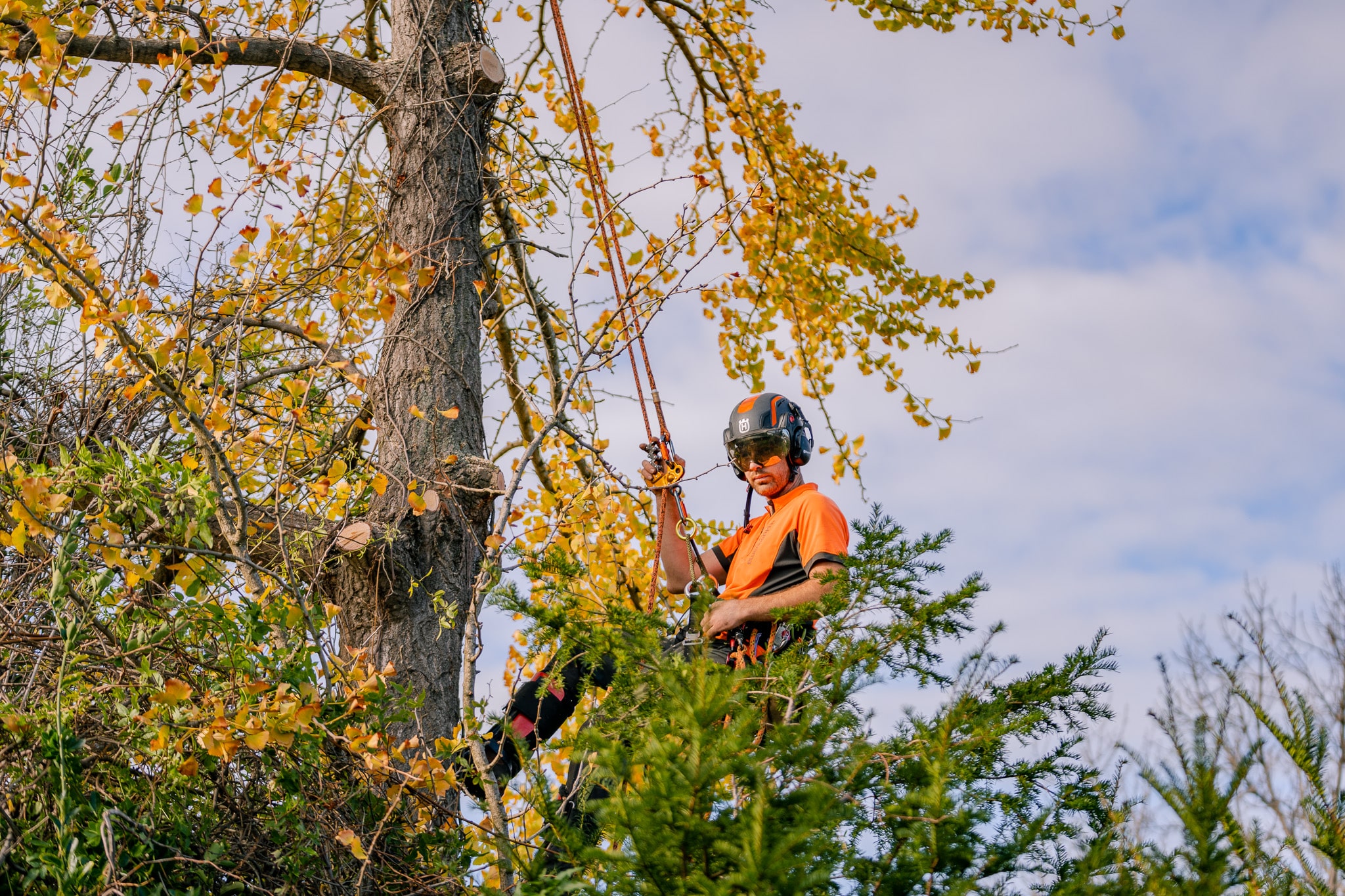 Gallery | Crown Pruning | Christchurch | Alba Tree Services